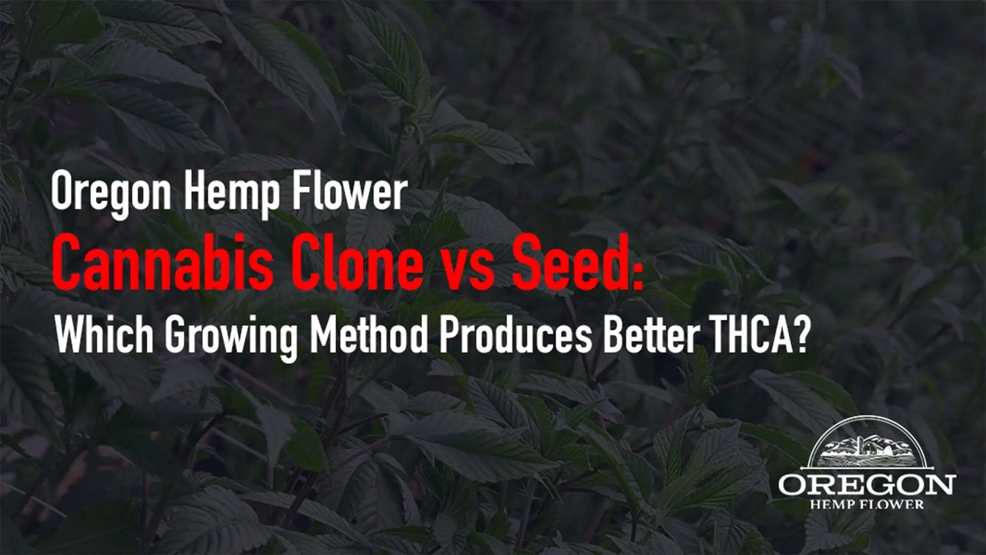 Cannabis Clone vs Seed: Which Growing Method Produces Better THCA?