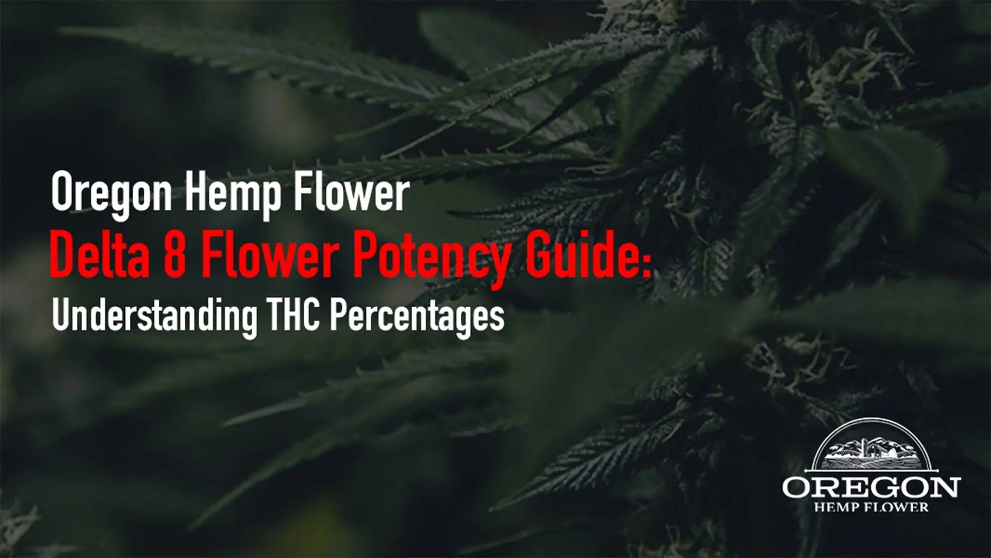 Delta 8 Flower Potency Guide: Understanding THC Percentages