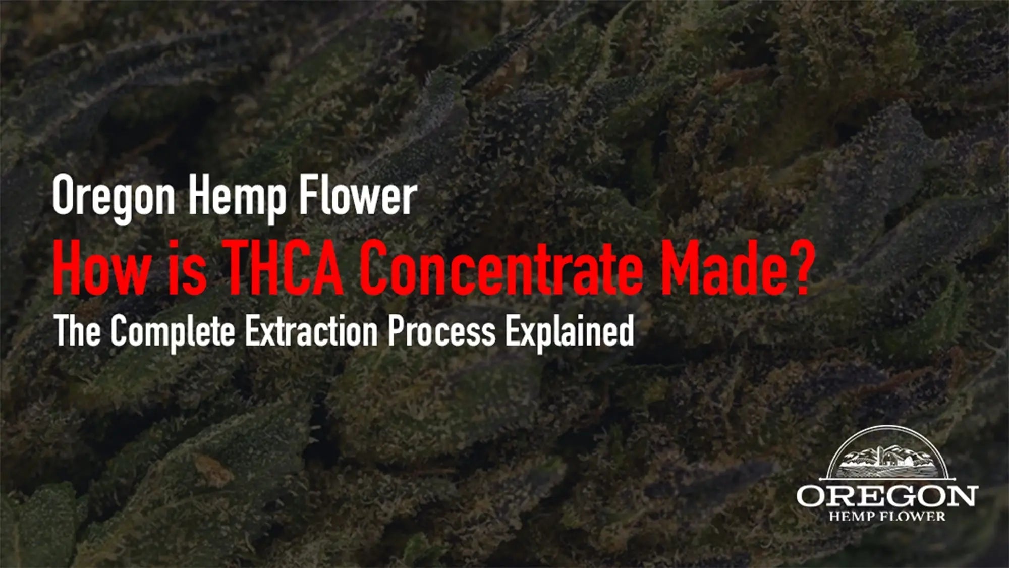 How is THCA Concentrate Made The Complete Extraction Process Explained