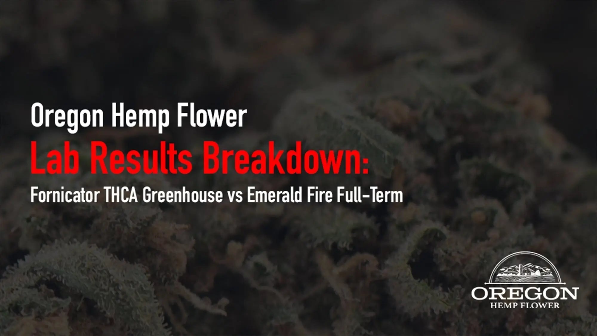Lab Results Breakdown: Fornicator THCA Greenhouse vs Emerald Fire Full-Term