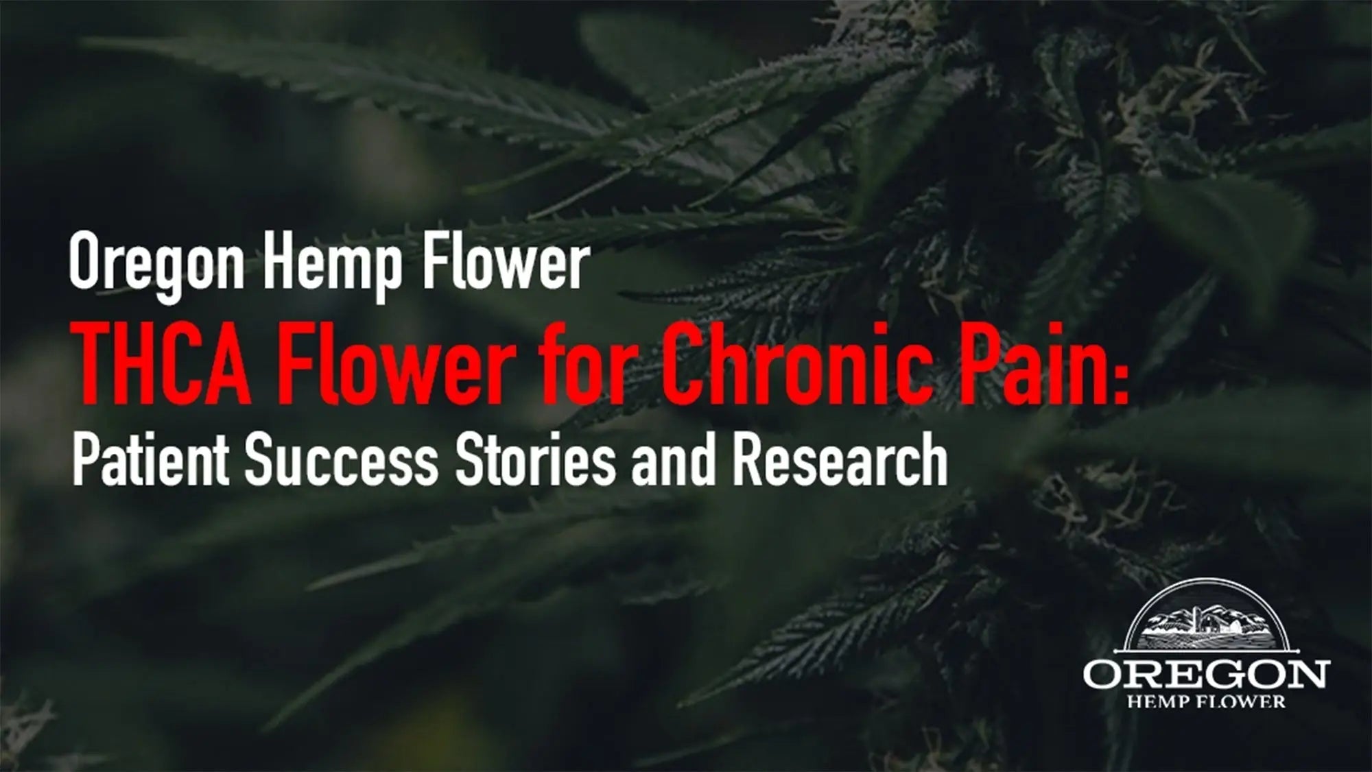 THCA Flower for Chronic Pain: Patient Success Stories and Research