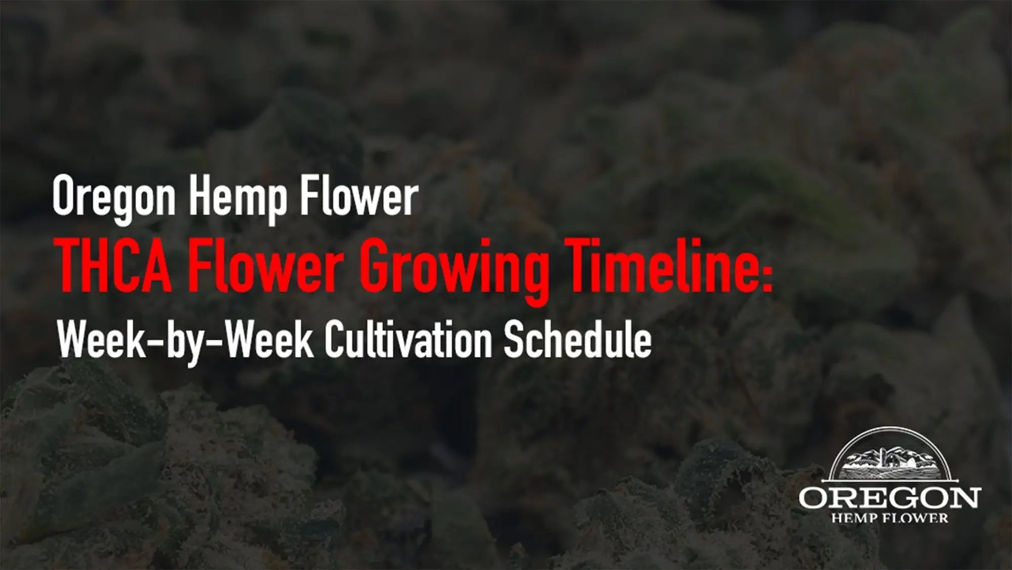 THCA Flower Growing Timeline: Week-by-Week Cultivation Schedule