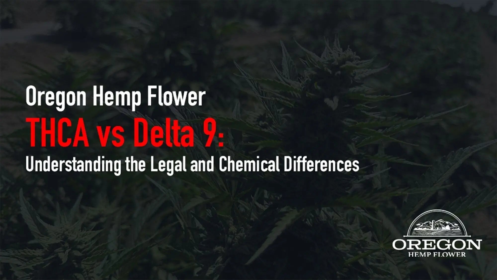 THCA vs Delta 9: Understanding the Legal and Chemical Differences