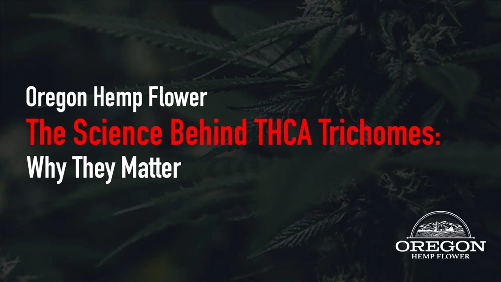 The Science Behind THCA Trichomes: Why They Matter