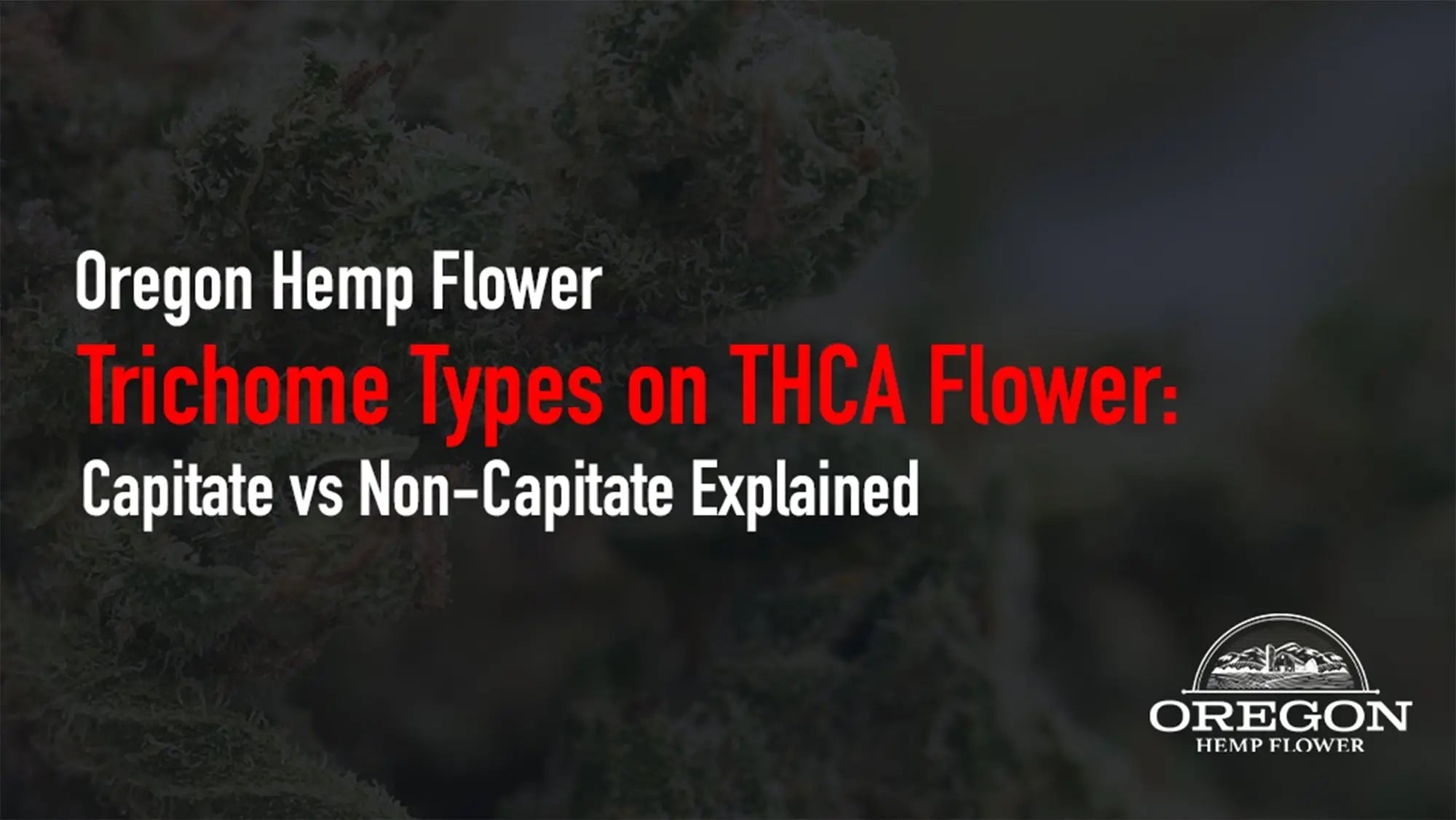 Trichome Types on THCA Flower: Capitate vs Non Capitate Explained