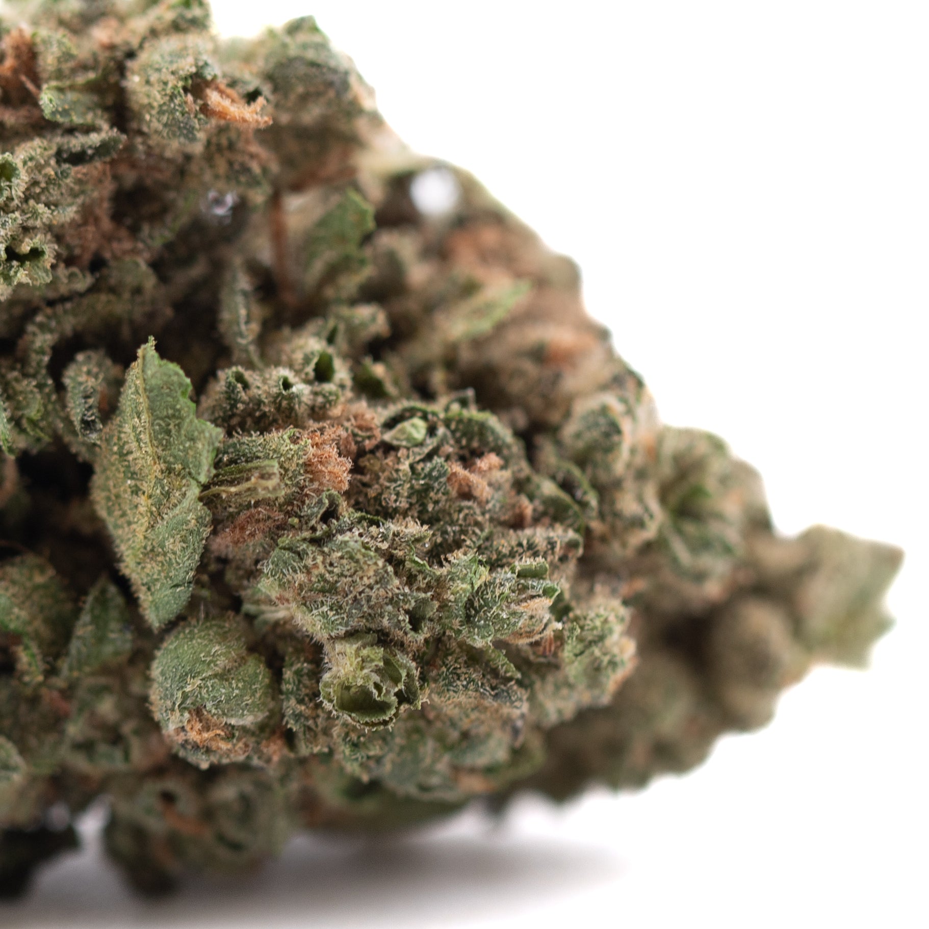 Banana OG THCa Flower Full-Term Wholesale - THCA Hemp Flower