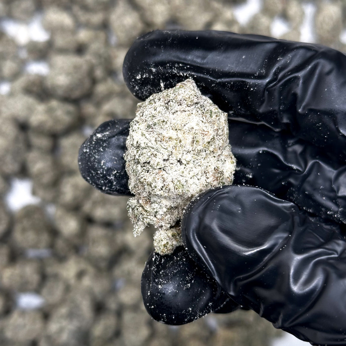 All Hemp Products - Oregon Hemp Flower - Oregon Hemp Farm