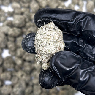 All Hemp Products - Oregon Hemp Flower - Oregon Hemp Farm