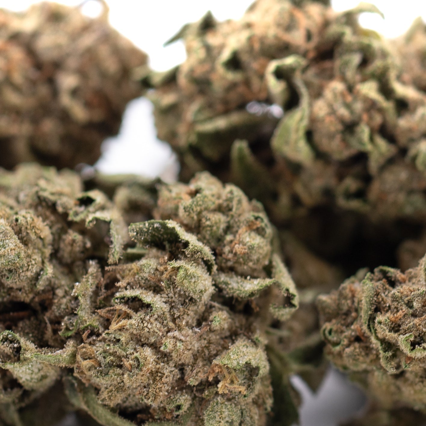 Canal Street Runtz THCa Hemp Flower Greenhouse Wholesale - THCa Flower