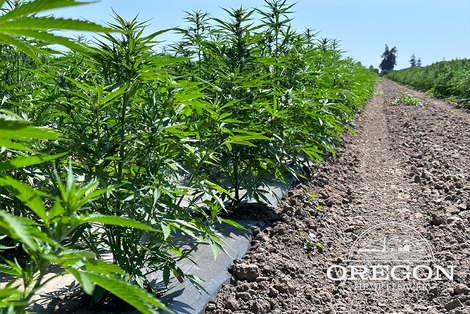 About Oregon Hemp Flower Farm - About Us - What Is Oregon Hemp Flower?