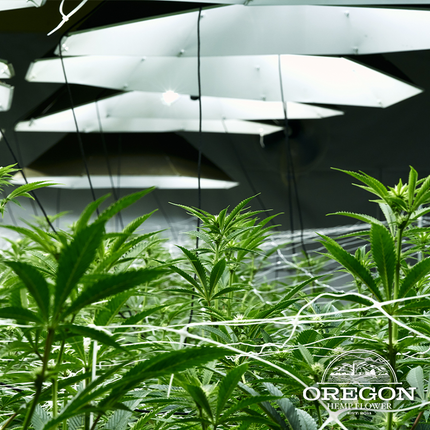 Hemp Flower - Elektra Majik - 30% Hemp Flower by Oregon Hemp Flower